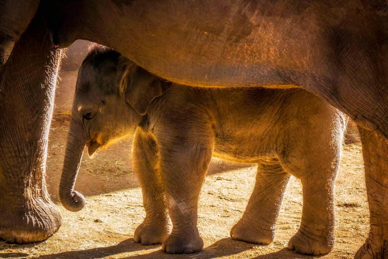 Nerd in the herd: protecting elephants with data science | SAS